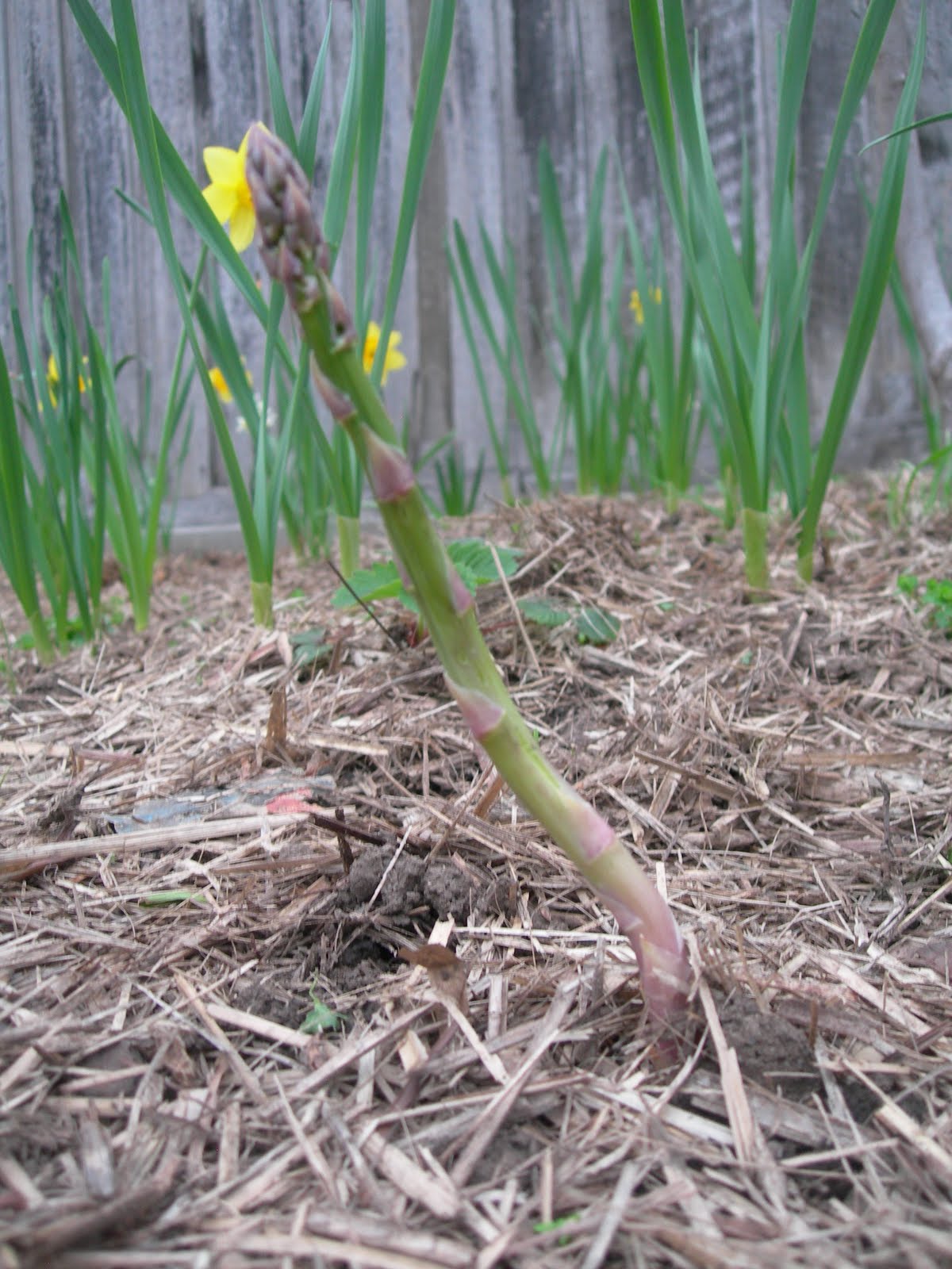 Polystyrene Garden Junkie