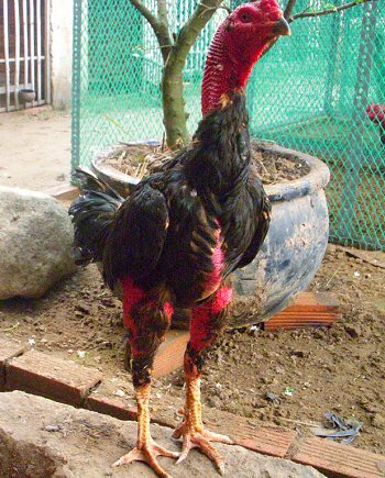 Hobi Ayam Tangkas: the ganoi extrem fighter dari vietnam