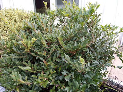 Future Plants by Randy Stewart: Isu Tree