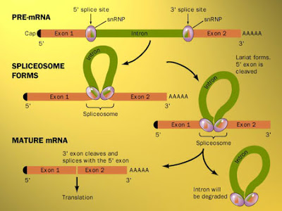 CMI Biología 2º Bachillerato: T-15 La transcripción y traducción del ...