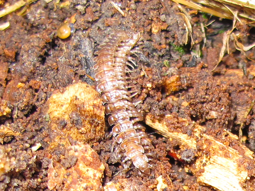 BugBlog: Flat-backed millipedes