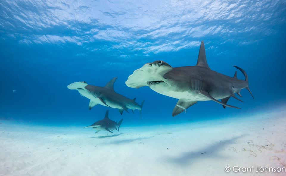 The Best Shark Dive in the World!: Bimini Hammers - Video!