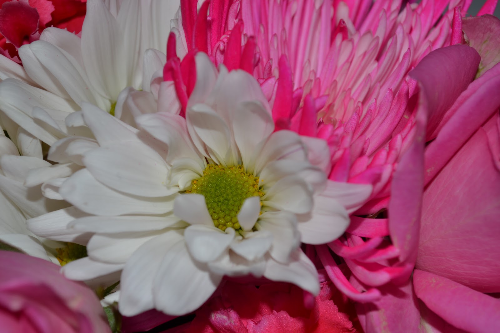 PITTMAN PHOTOGRAPHY: MORE FLOWERS