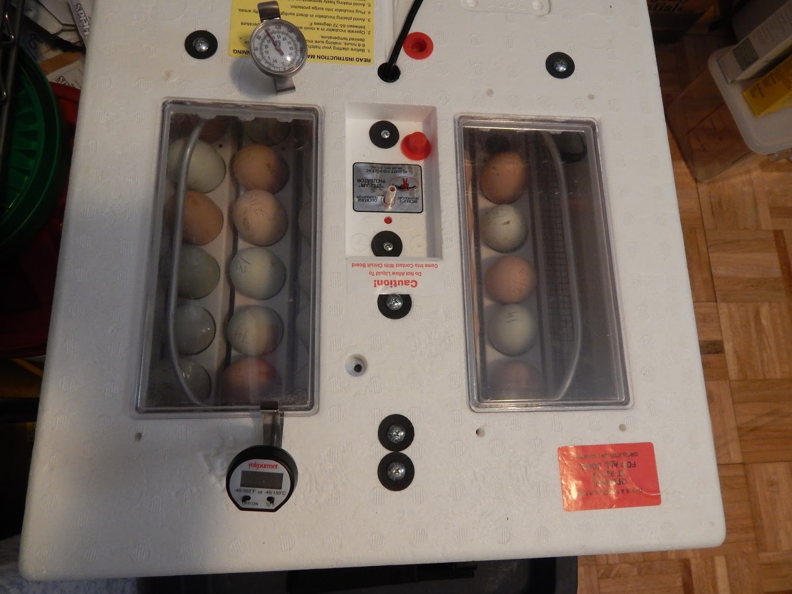 Thoughts from Frank and Fern: Baby Chicks, 3 Days Left