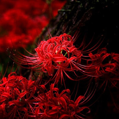 Filosofi bunga : Red Spider Lily