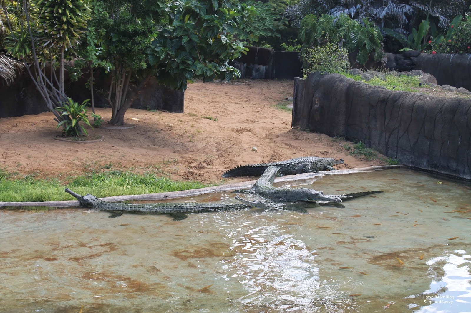 Hawaii Mom Blog: Visit Oahu: Honolulu Zoo