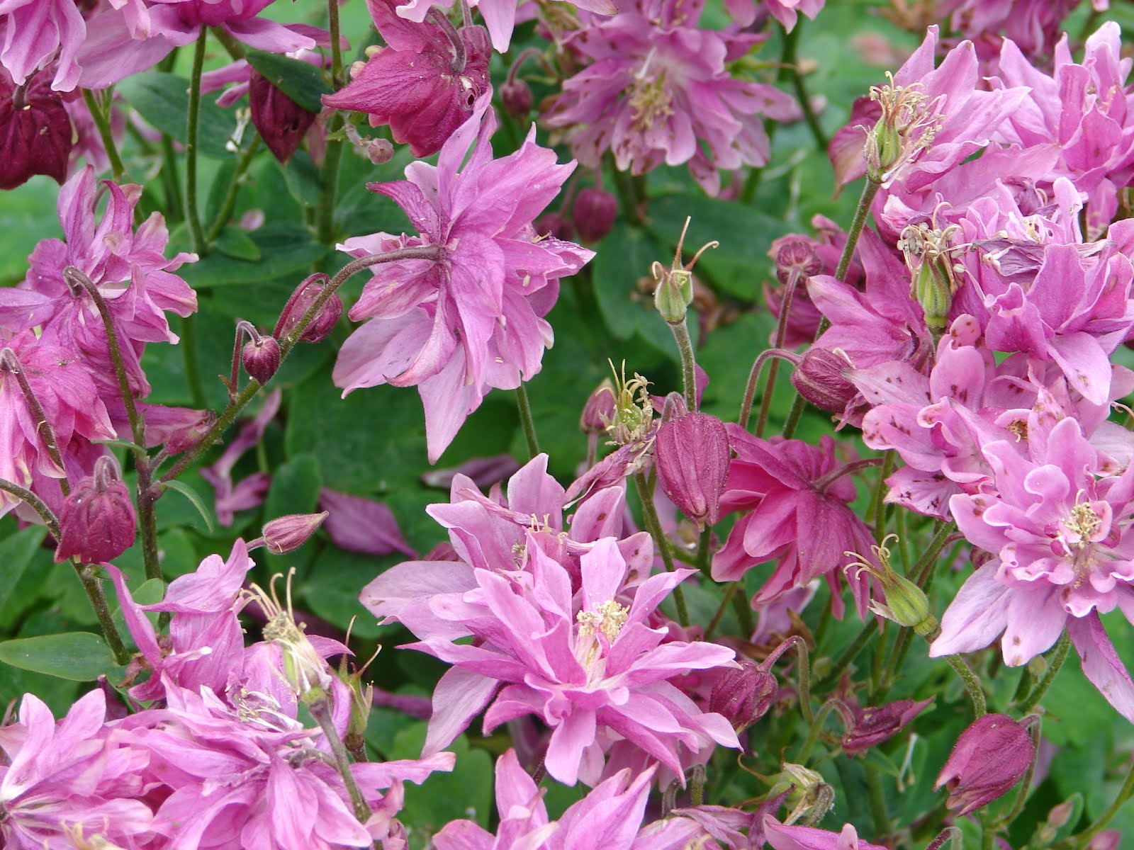 One Love Farm: Columbine