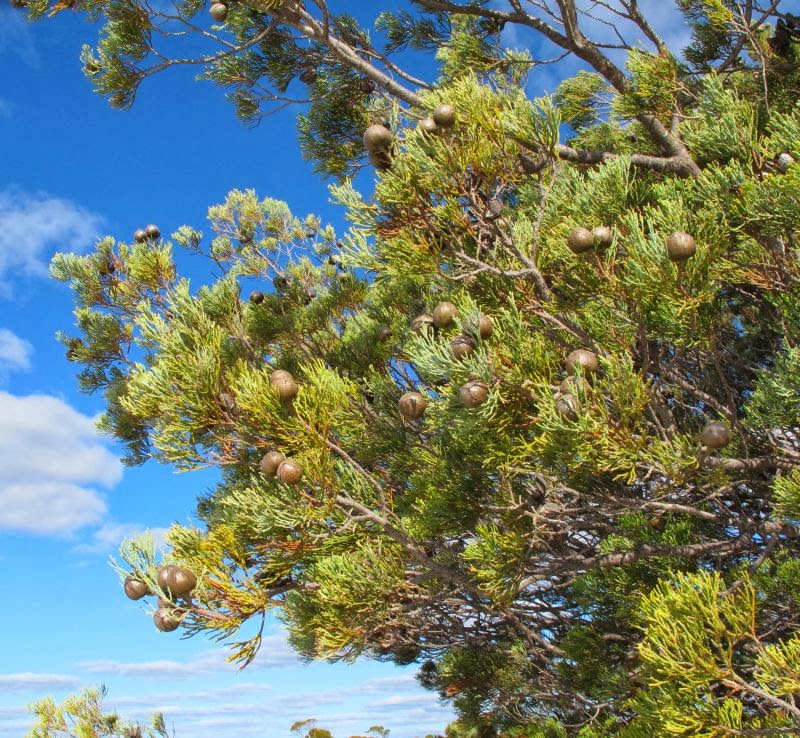 Esperance Wildflowers: Callitris columellaris - White Cypress Pine