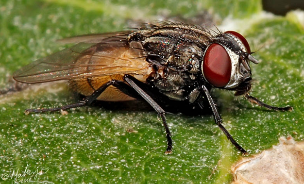 Biodiversidad Costa Granadina y ... (Fauna): Mosca doméstica (Musca ...