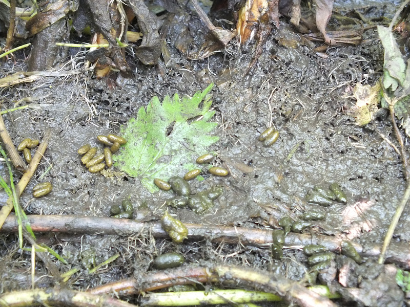 About a Brook: Latrine Special!