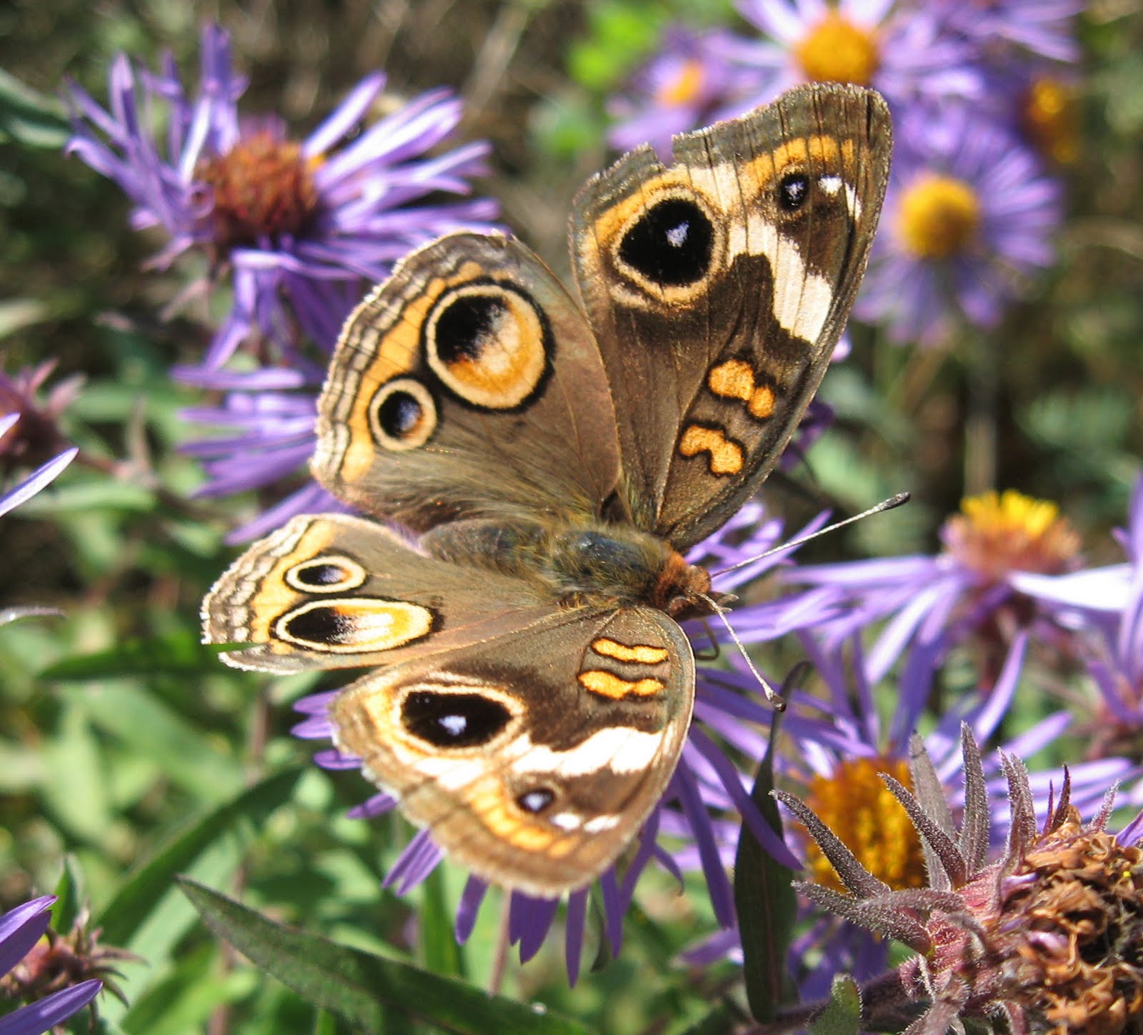 Tangled Web: Autumn Insects