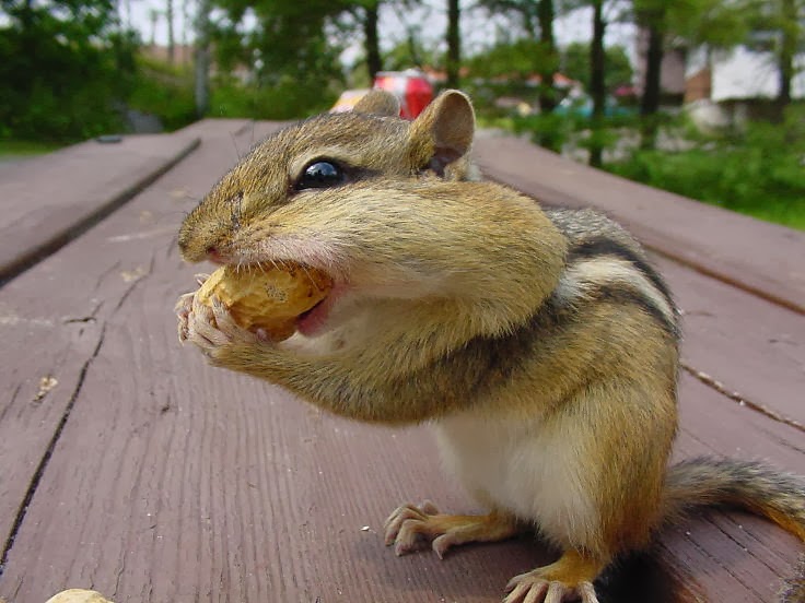 Chipmunks Animals | Facts & Latest Pictures | The Wildlife