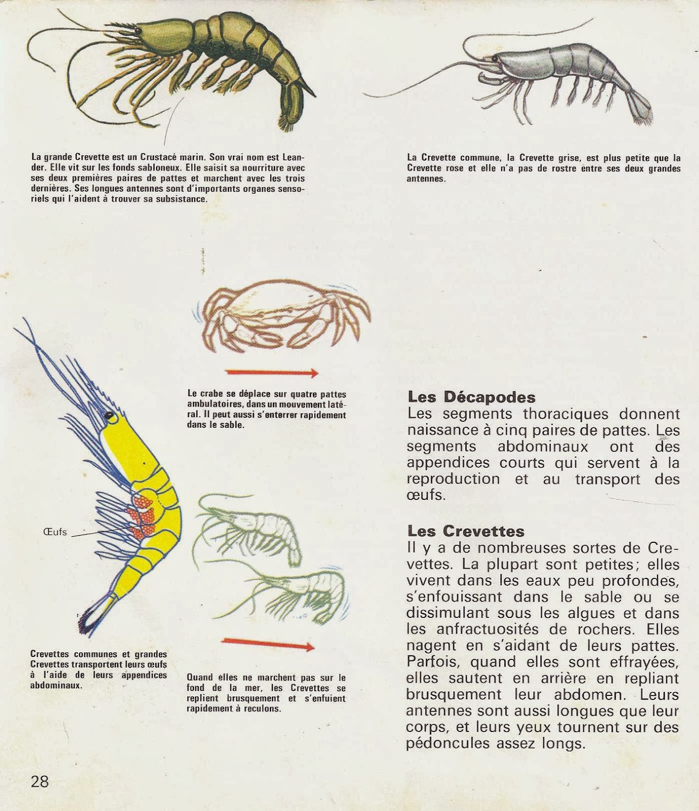 Leçons de choses: Mollusques et crustacés