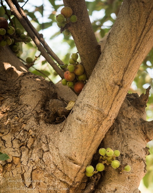 wild Indian figs (goolar, anjeer or dumur), a wild edible fruit ...