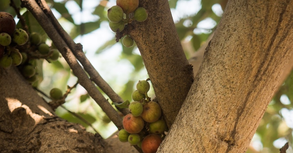 wild Indian figs (goolar, anjeer or dumur), a wild edible fruit ...
