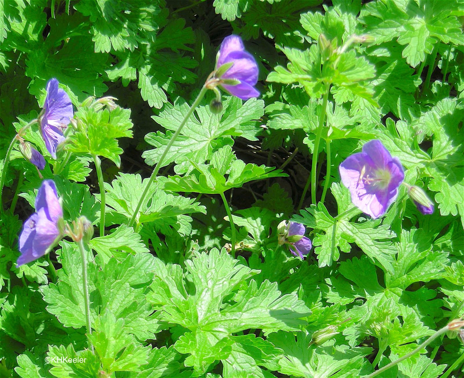 A Wandering Botanist: Plant Story--Wild Geraniums, A Treat to See