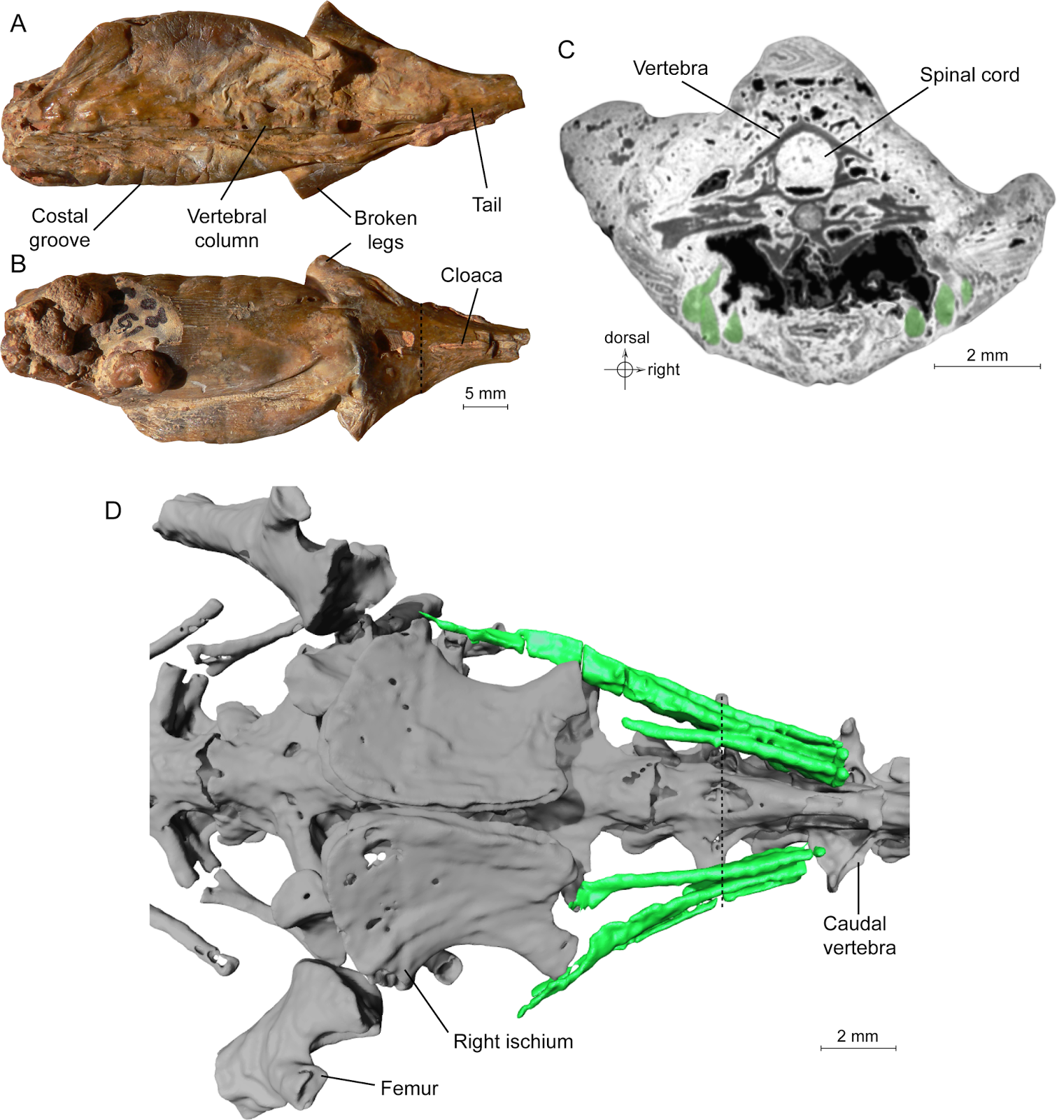 Species New to Science: [Paleontology • 2017] Exceptional Soft Tissues ...