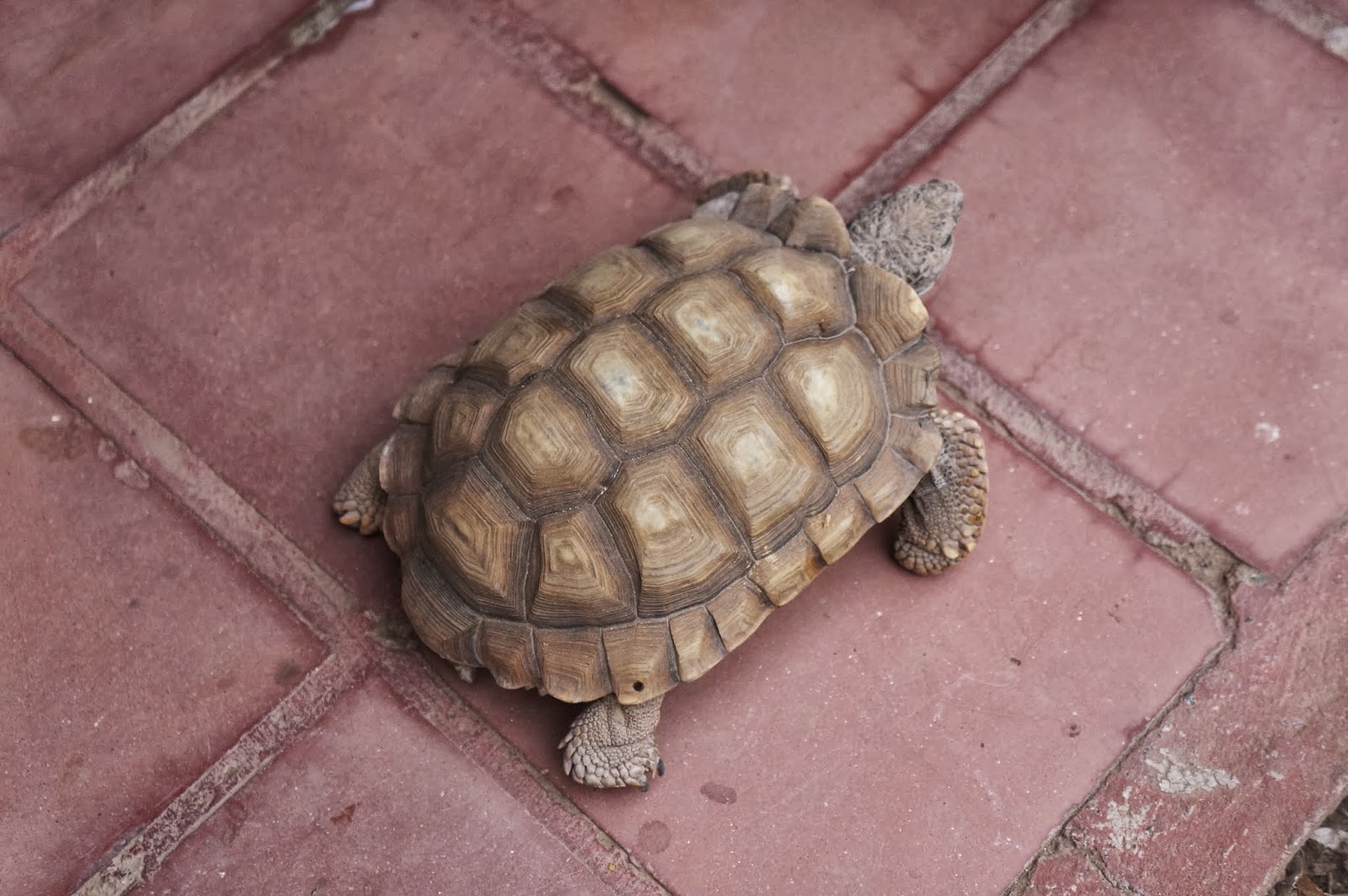 One year in Argentina.: Random Billeder og sjove ting :P