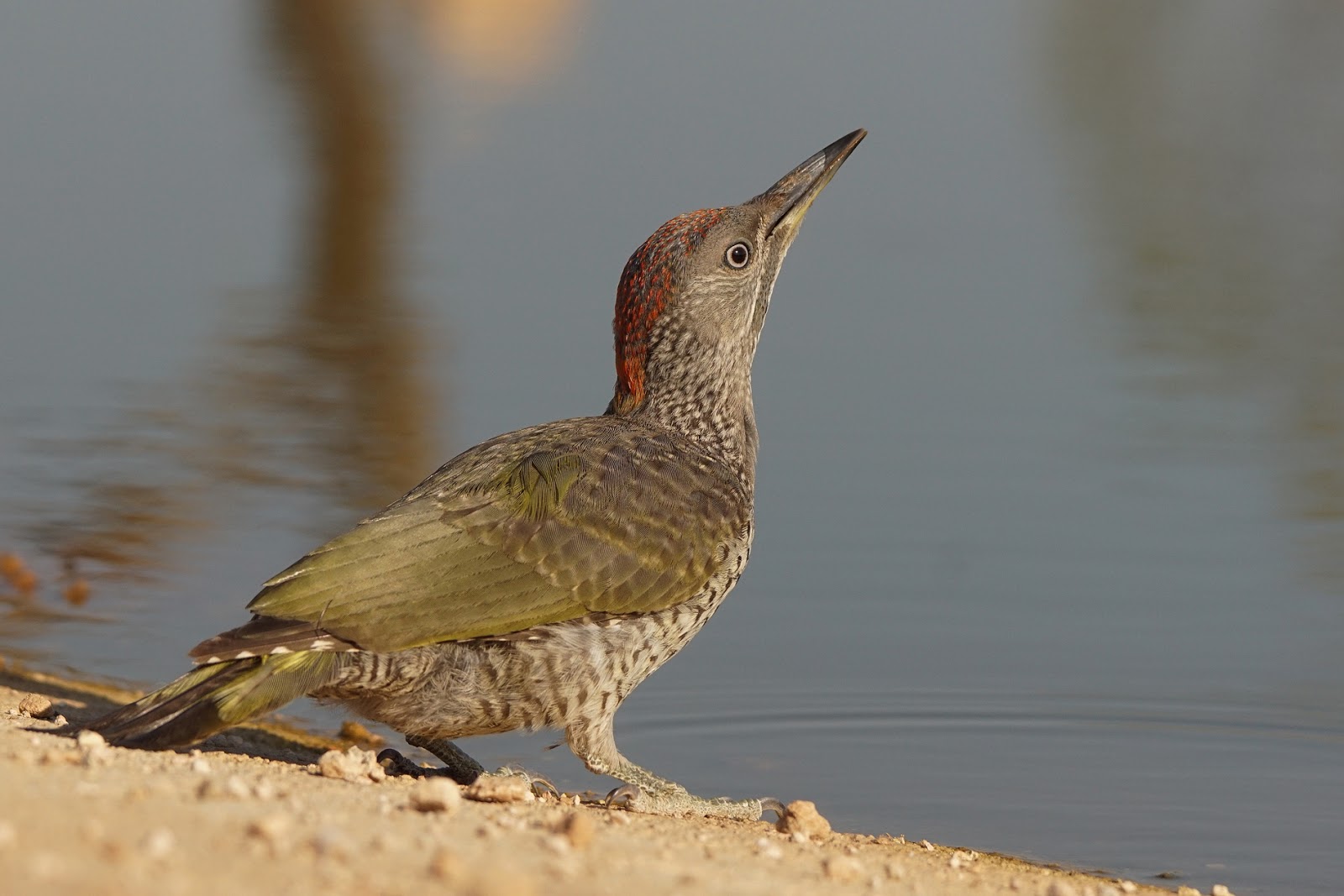 Pasión por las aves: Pito real.(Picus viridis)