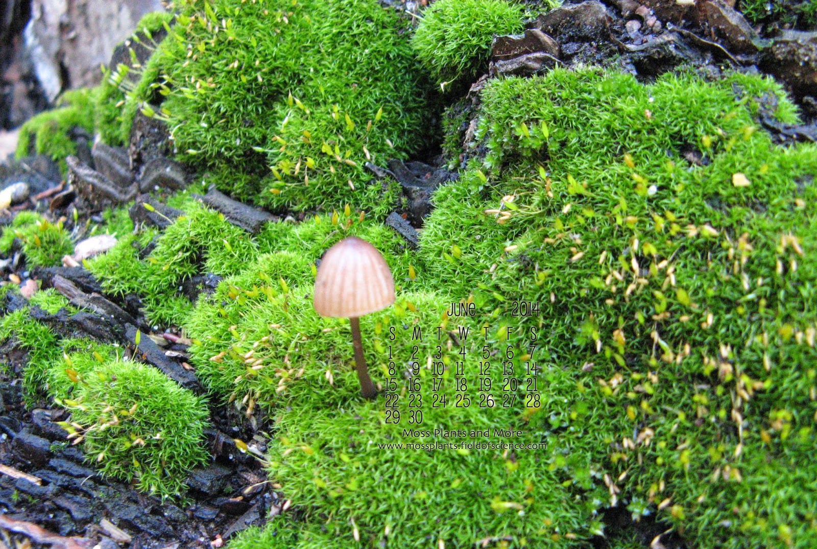Moss Plants and More: June 2014