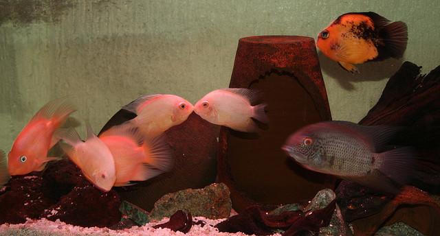 Fish Zone: gold severum