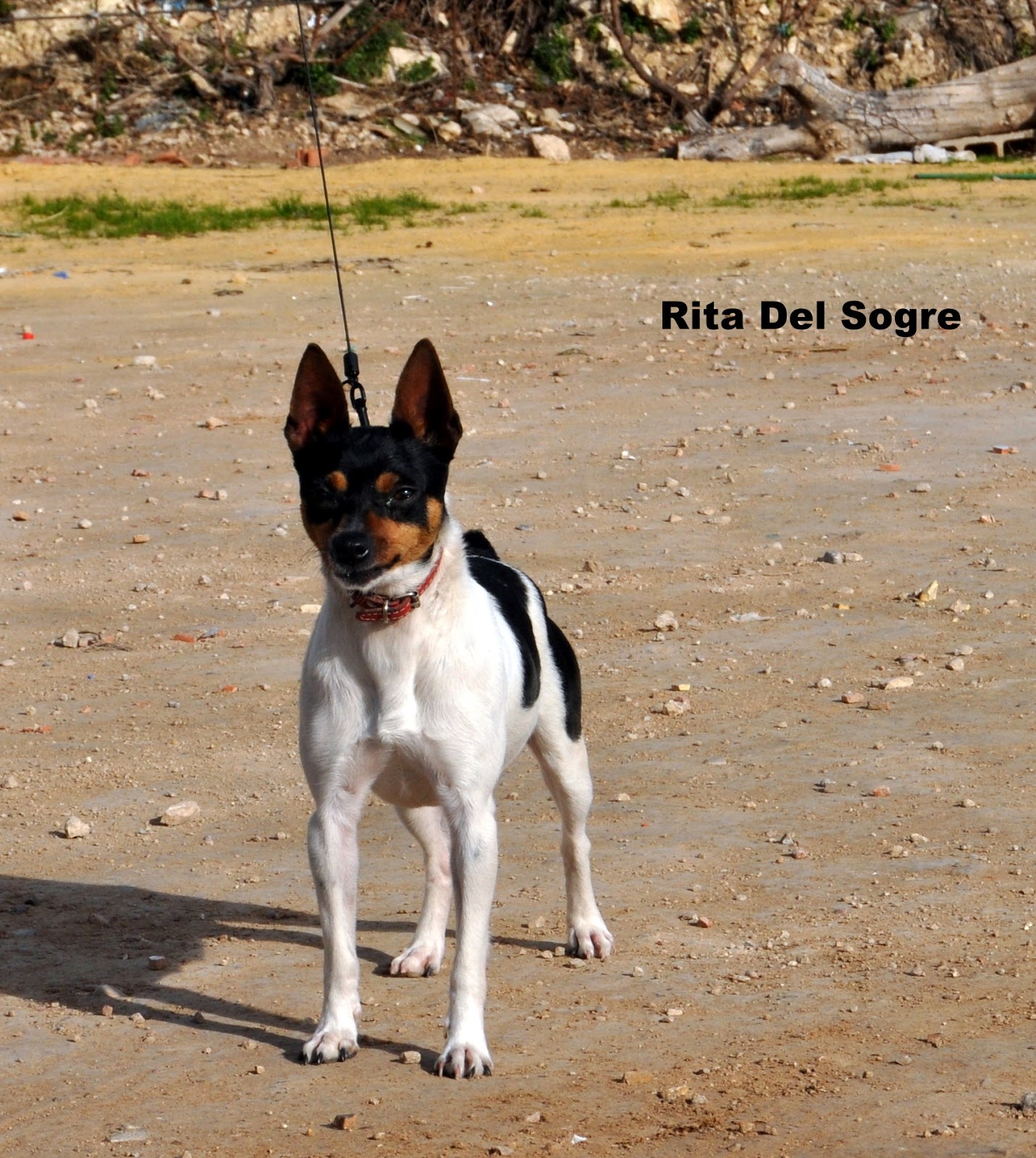 rater valencia: Rater dels Porrots