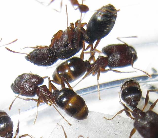 Photos and Info on Ants and Termites of Malaysia: Pheidole sp