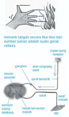 Urutan dan Mekanisme Terjadinya Proses Gerak Refleks serta Gerak Sadar