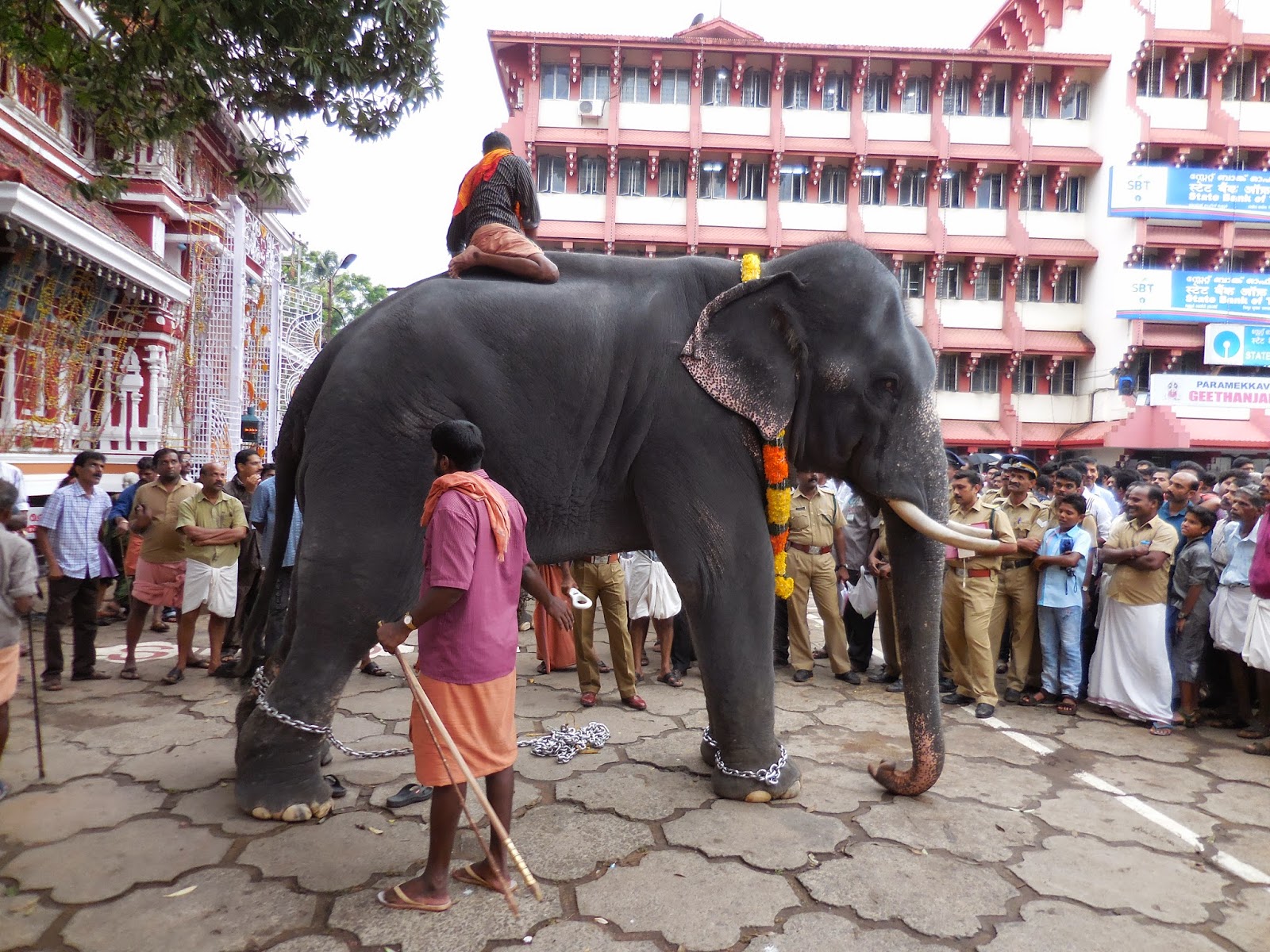 Thrissur Pooram, Kerala, India: Elephants at Thrissur Pooram Festival 2014