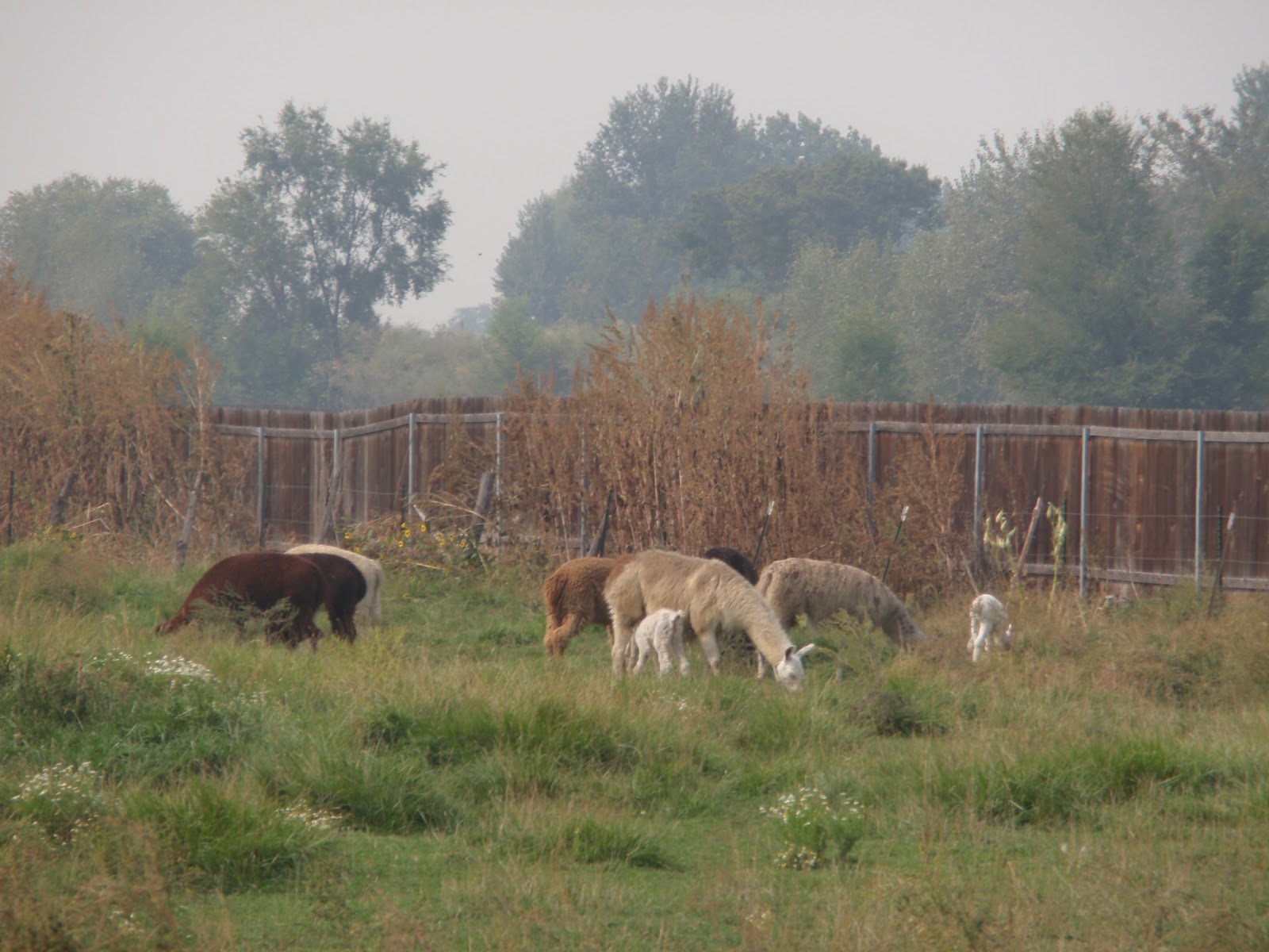 Stitching 'n' Knitting: huarizo named