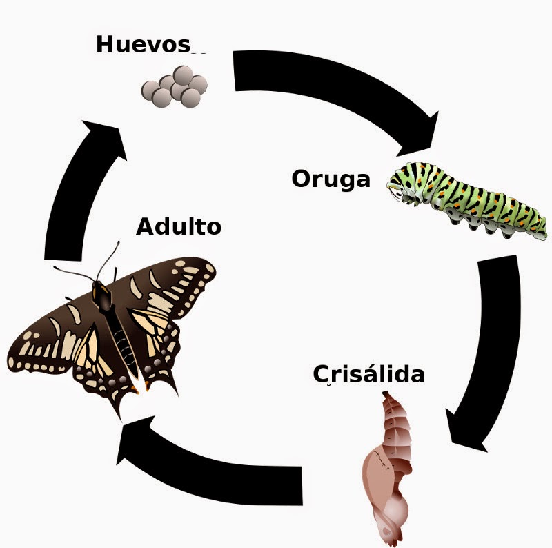Mariposas: abril 2015