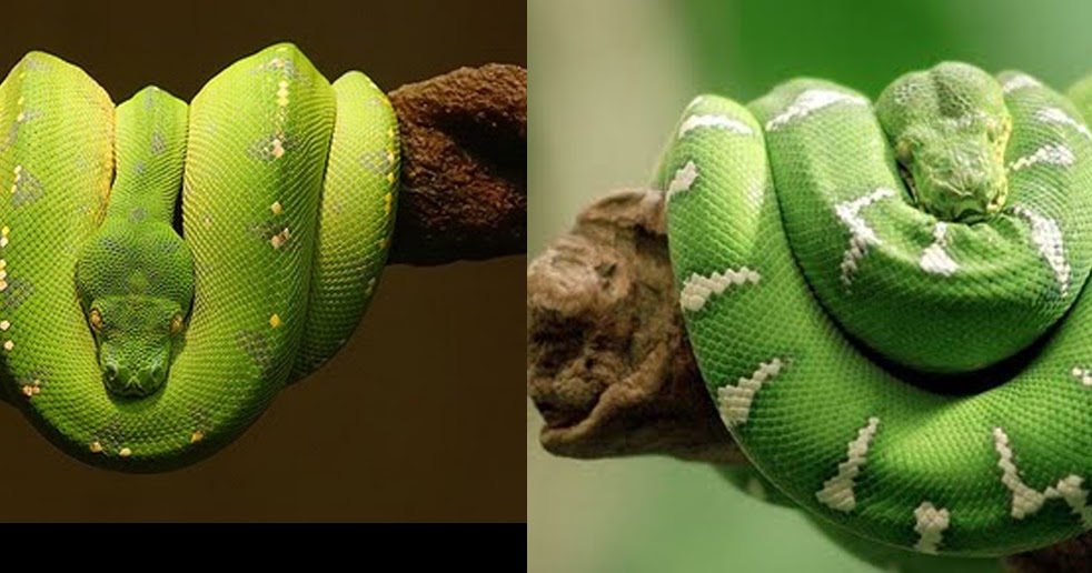 And I Think to Myself...What A Wonderful World.: Green Tree Python and ...