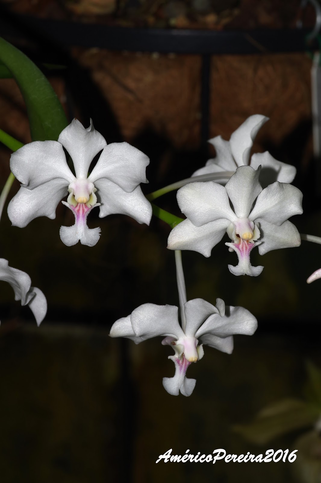 Orquídeas soltas: Vanda javierae