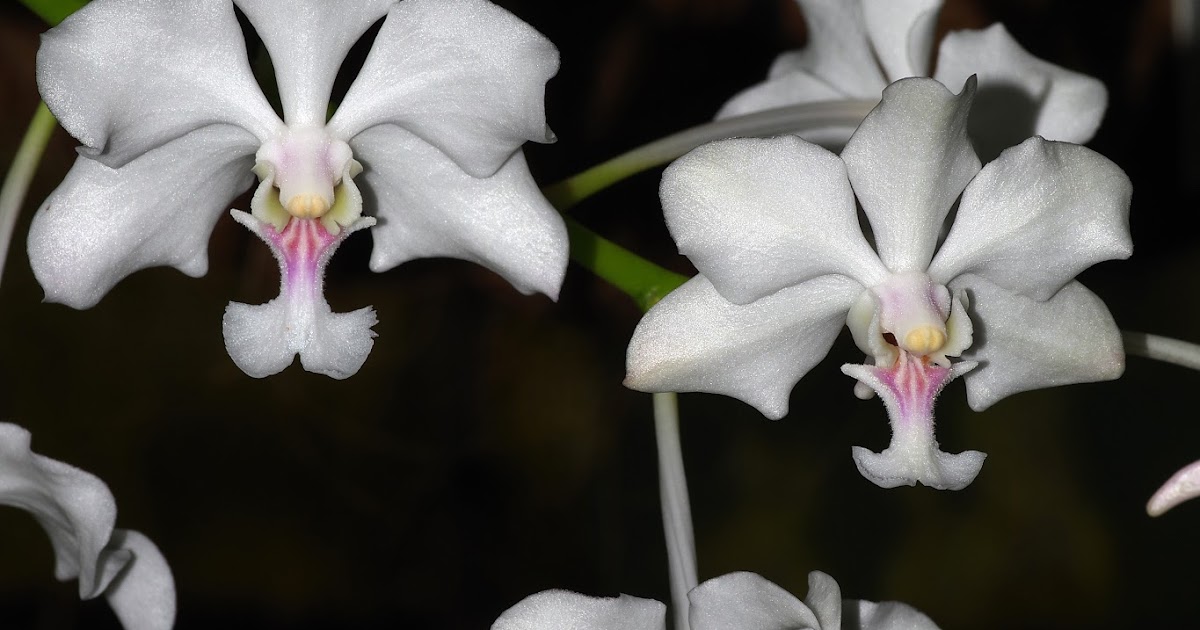 Orquídeas soltas: Vanda javierae