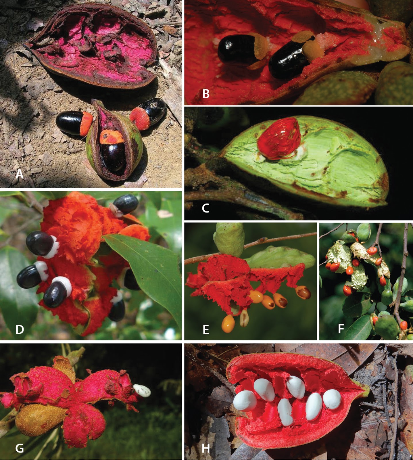 Species New to Science: [Botany • 2018] A Revision of Xylopia L ...