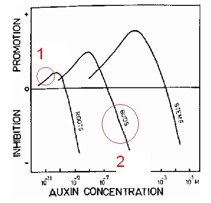 Homo agricola: Más de auxinas