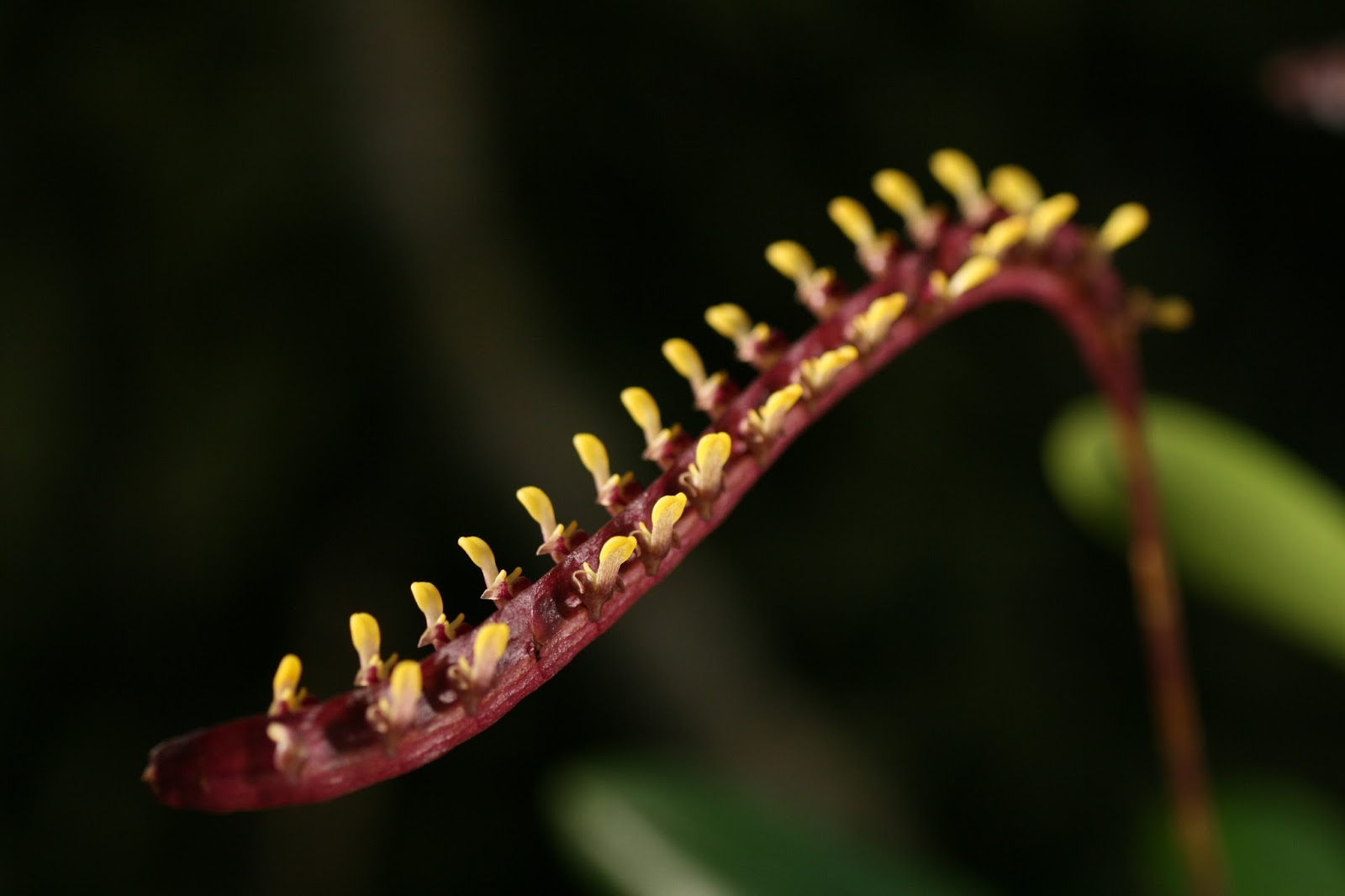 Bulbophyllum falcatum care and culture | Travaldo's blog