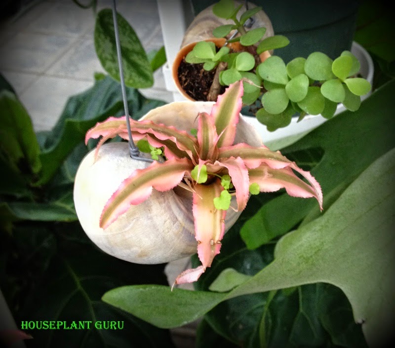 Houseplant Guru: Stars on Earth