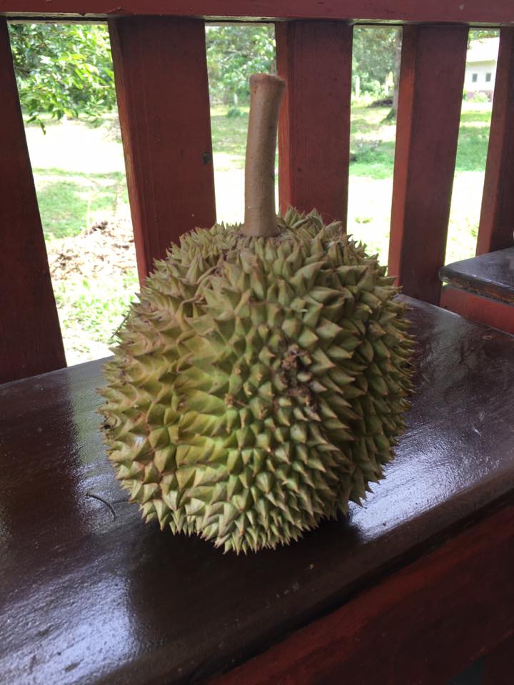 11 Jenis Durian Popular dan Laris Di Malaysia