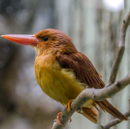 Ruddy kingfisher images | Birds of India | Bird World