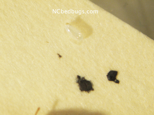Bed Bug Eggs Kill Alcohol Bangdodo