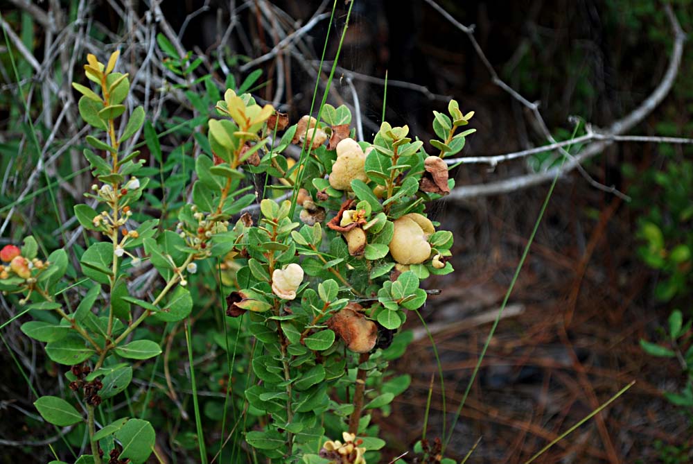Space Coast Wildflowers: Dale Wimbrow Park, October 17, 2012