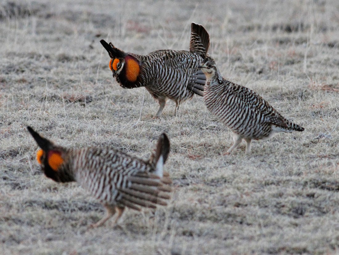 Pioneer Birding: CO - Greater Prairie Chickens - 04/10