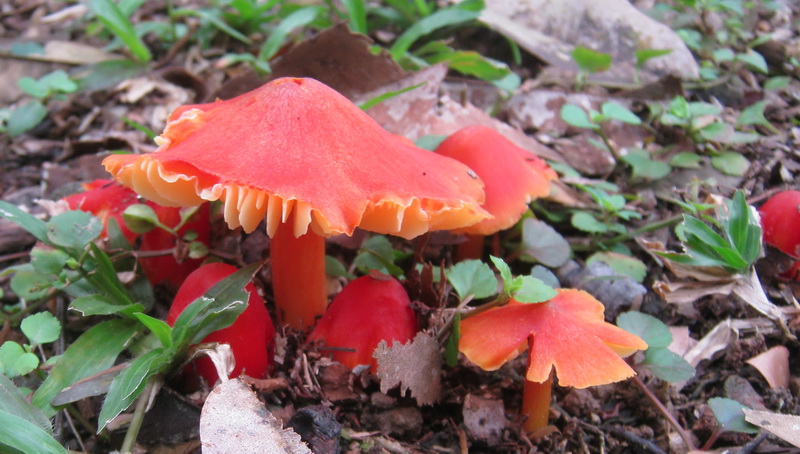 my walk with food and beautiful plants and flowers: Red: Mushroom