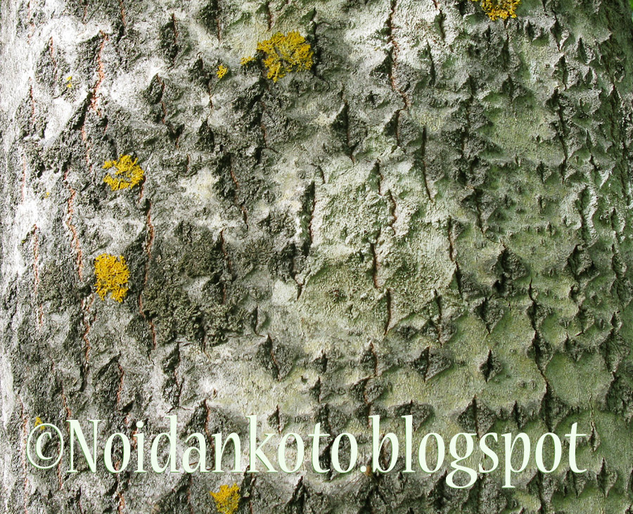 Noidankoto; Valkosipulia ja Salviaa: Haapa (Populus Tremula)