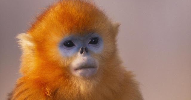 Animales del mundo: MONO DORADO DE NARIZ CHATA