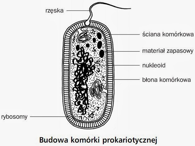 Biologia: budowa komórki bakteryjnej