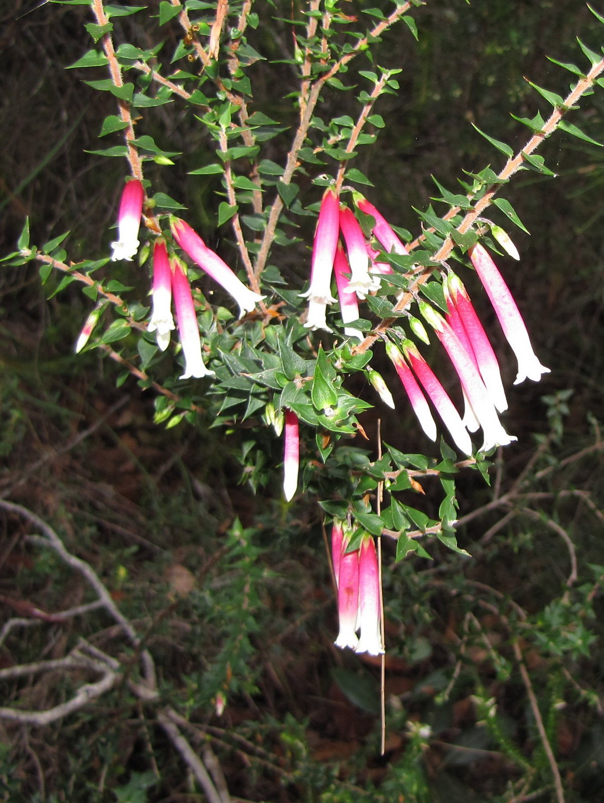 Sydney's Wildflowers and Native Plants: Epacris longiflora - Fuchsia Heath.