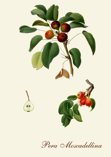 GLI ALBERI DEL GIARDINO DELLA MEMORIA: La Pera Moscatella. P. Pyrus ...