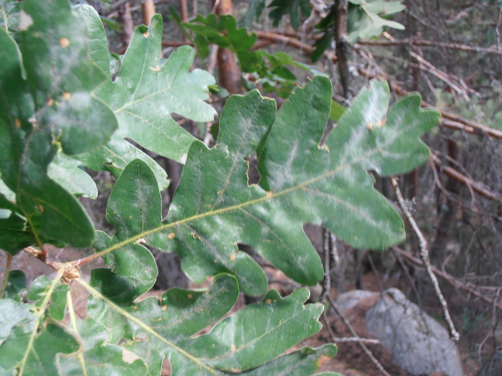 Entre plantas y bichos: Quercus pyrenaica (melojo, rebollo)
